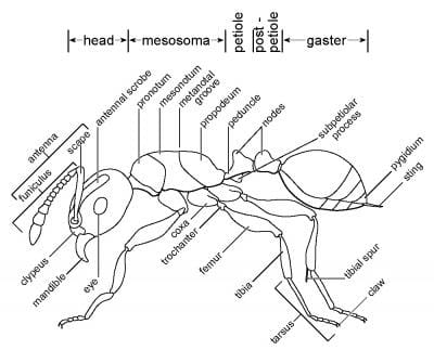ANT SHACK - Formicarium and Ant Farm Kit Shop | Glossary of Ant Terms