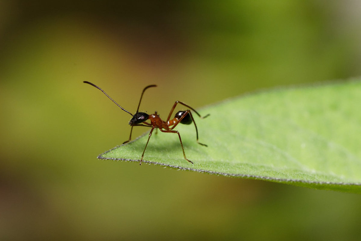 ANT SHACK - Formicarium and Ant Farm Kit Shop | Ant Defenses ...