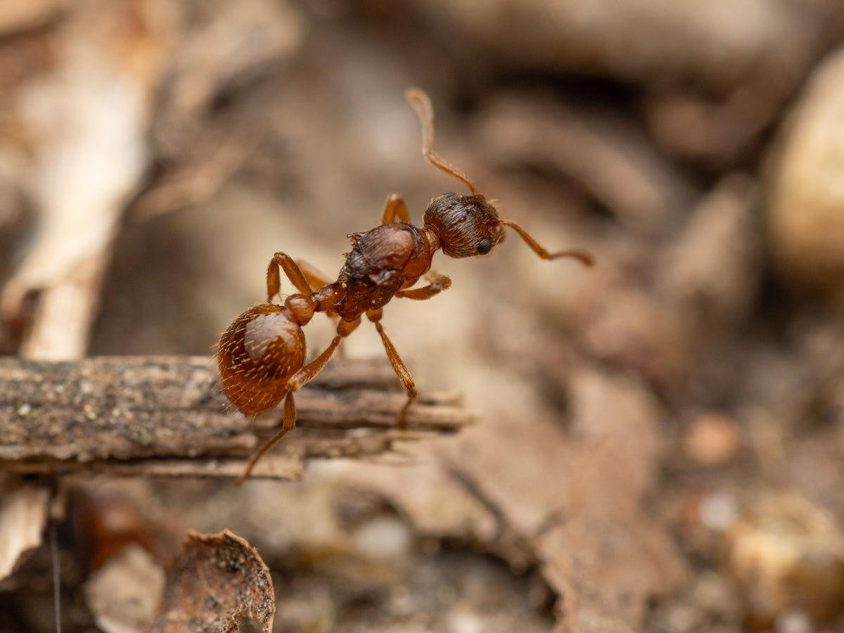 ANT SHACK - Formicarium and Ant Farm Kit Shop | Myrmica rubra (European ...