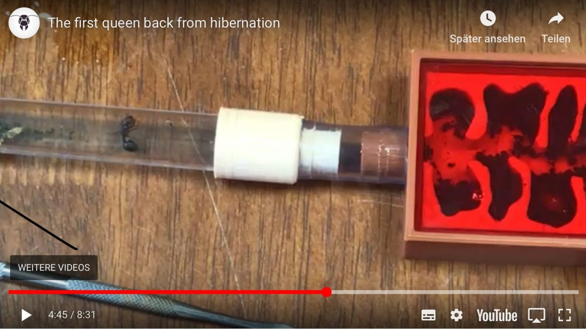 ANT SHACK - Formicarium and Ant Farm Kit Shop | Ant Queen moving into ...