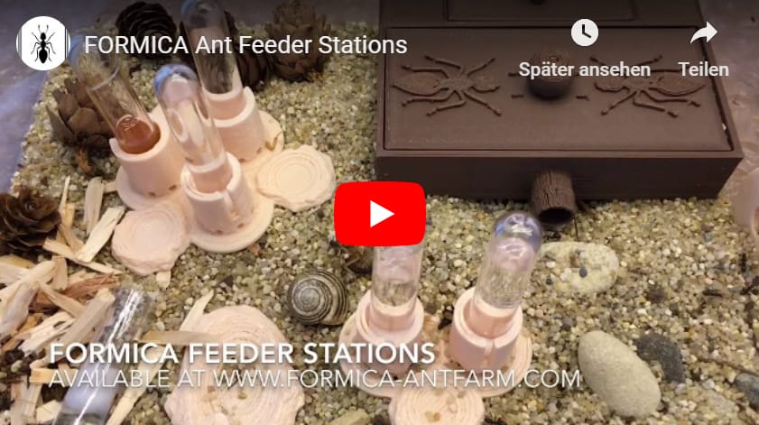 Ant Farms & Formicarium Kits | Ant Feeder Stations