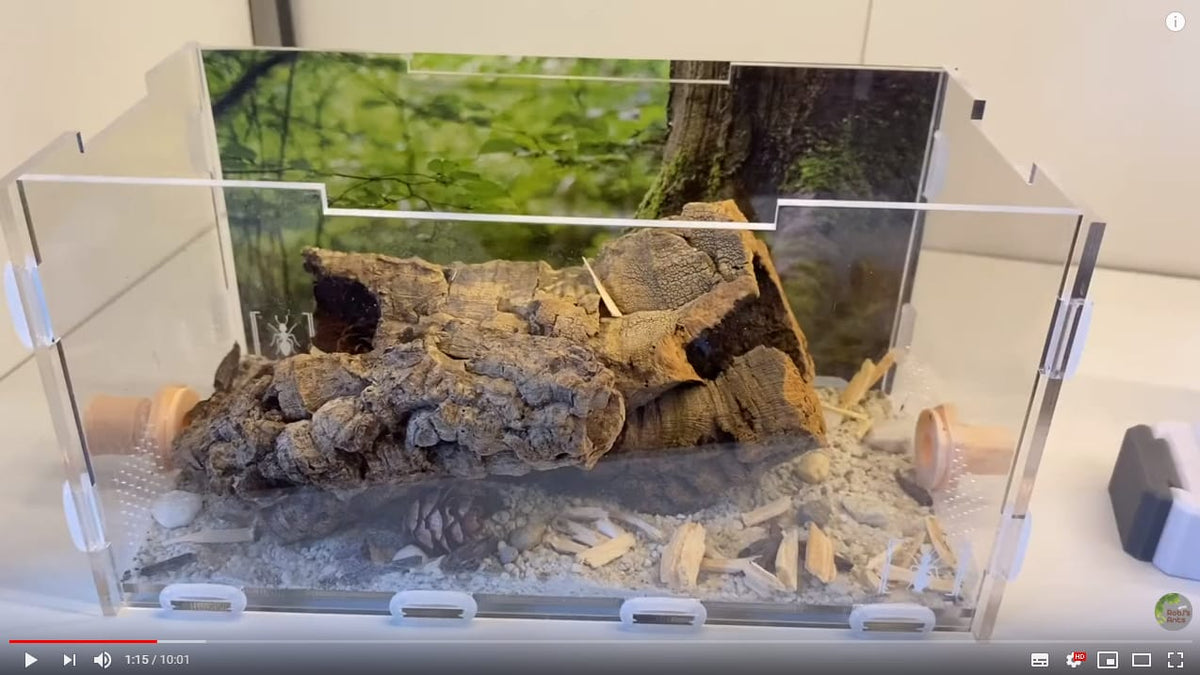 ANT SHACK - Formicarium and Ant Farm Kit Shop | Polyrhachis dives ...