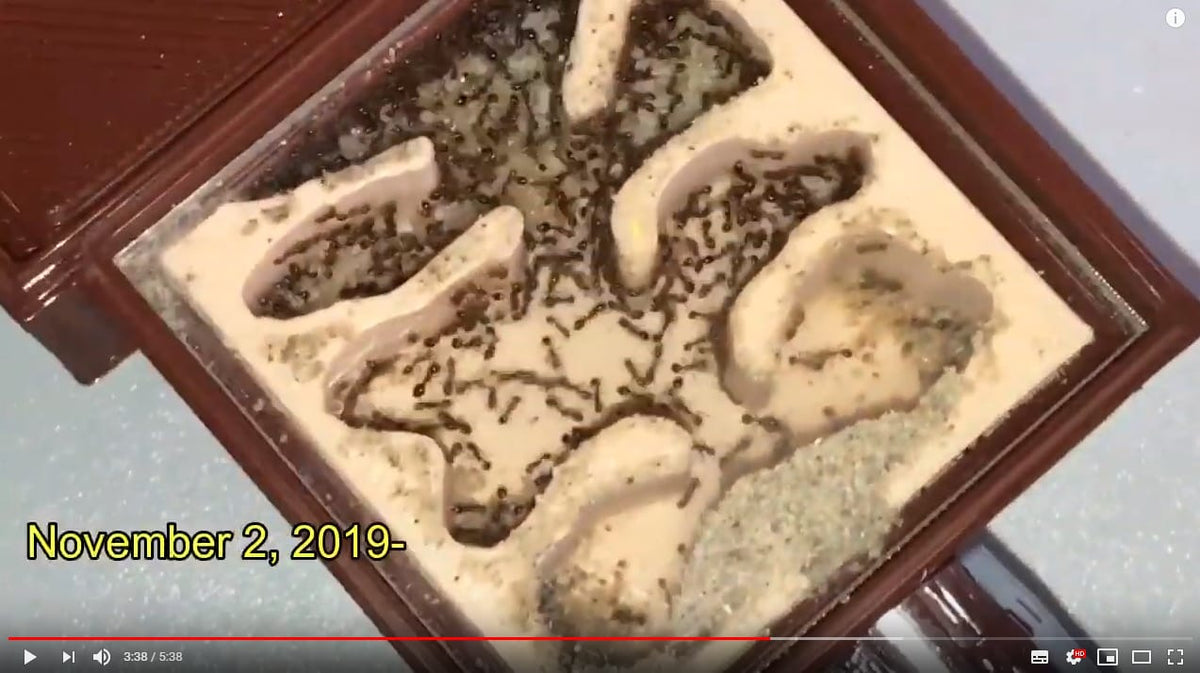 ANT SHACK - Formicarium and Ant Farm Kit Shop | Raising a Fire Ant ...