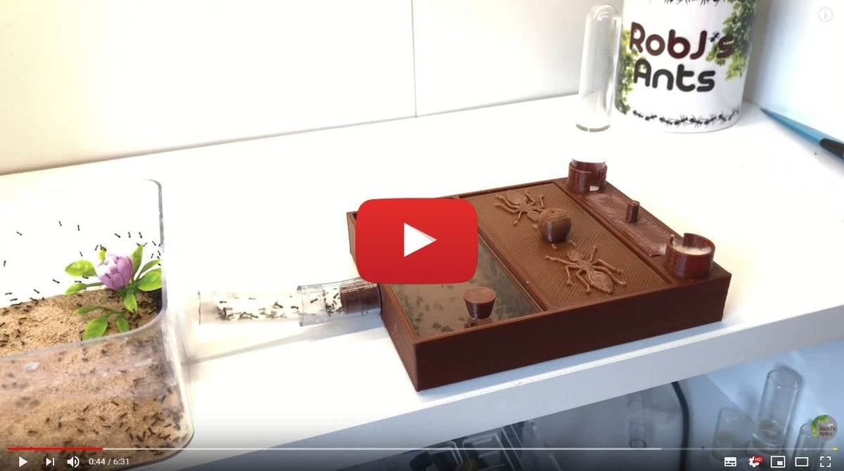 ANT SHACK - Formicarium and Ant Farm Kit Shop | Tapinoma Nigerrimum in ...